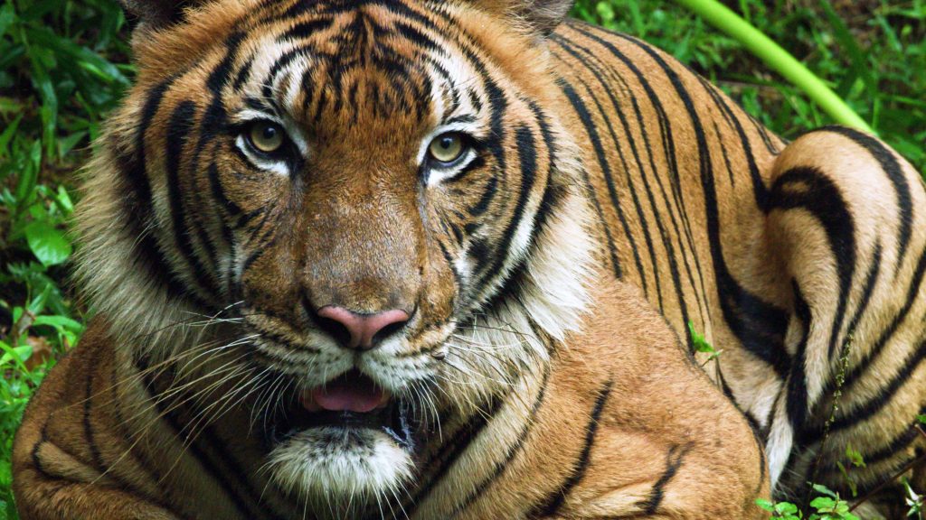 Sunway University's Groundbreaking Study Links Tiger Trafficking to ...