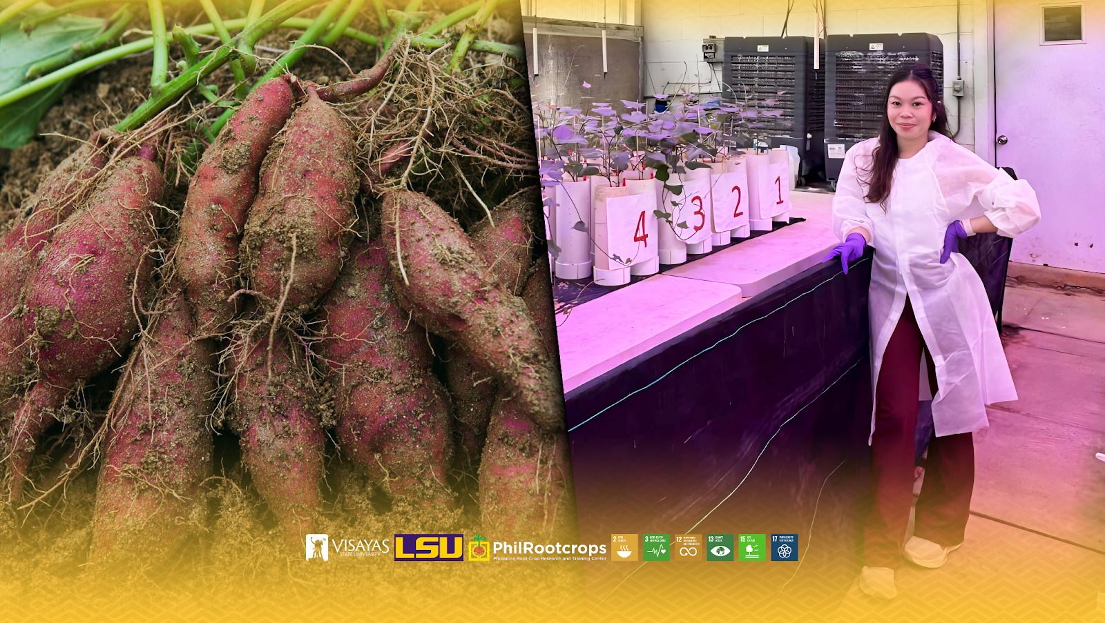 VSU Graduate Students Discover Lead-Resistant Sweetpotato Cultivar in ...