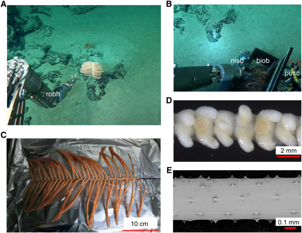 HKUST Researchers Uncover Novel Insights into Deep-Sea Black Coral and ...