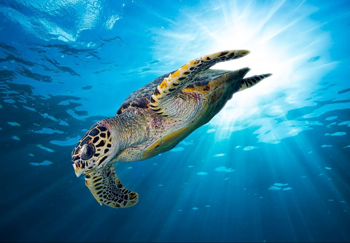 Marine Wildlife Conservation in Indonesia: UGM Expert Highlights ...
